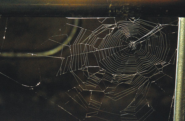 Feature photo: Where’s the spider? | VailDaily.com